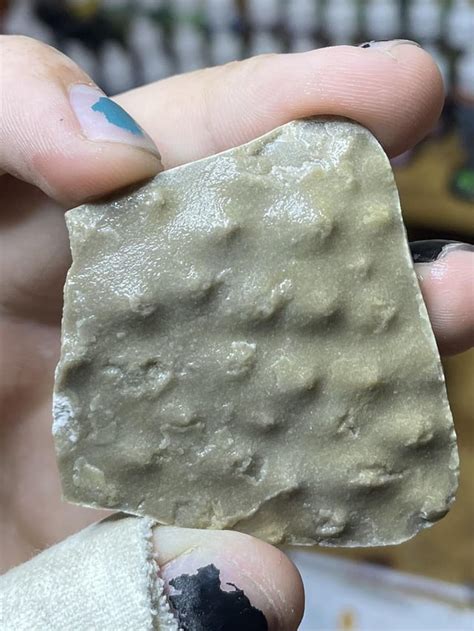 First Time Prepping A Fossil Think I Did Ok R Fossilporn