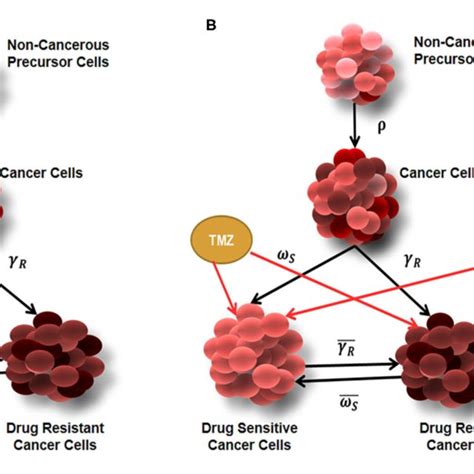 Diagrammatic Representation Of Tumor Growth Model A Tumor Growth