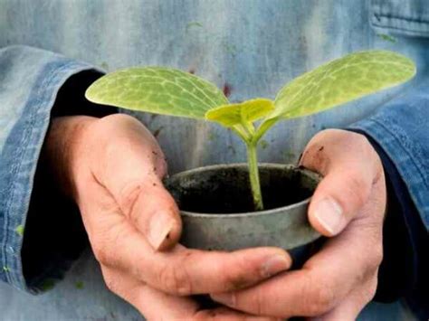 How To Grow Squash In Containers Home Garden Vegetables