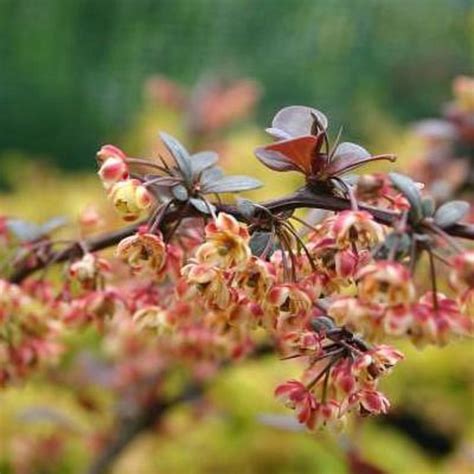 Барбарис тунберга Дартс Ред Леди (Dart's Red Lady)