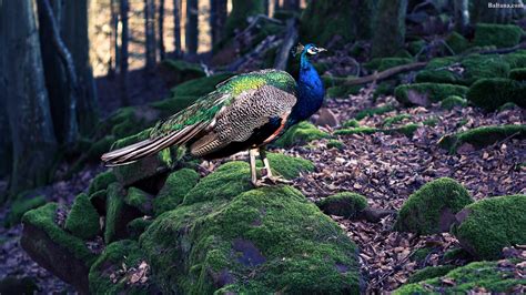Peacock Hd Background Wallpaper 31687 Baltana