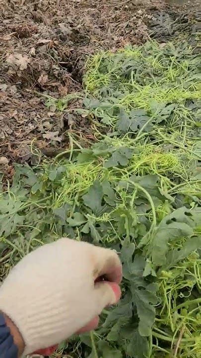 🍉 ගෙඩි ලොකු කරන්න මේක කරන්න Youtube