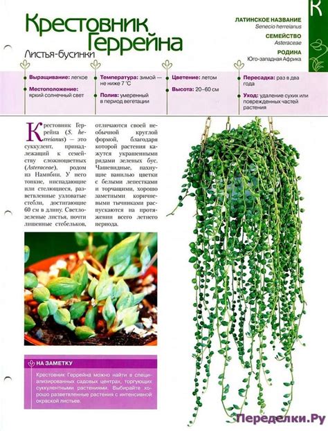 Крестовник * Переделки.РуПеределки.Ру