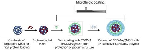 Article Microfluidics Mesoporoussilicananoparticles Proteindelivery Polymercoating