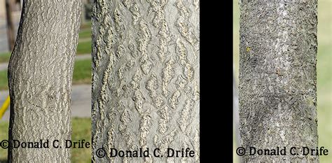 Michigan Trees The Michigan Nature Guys Blog