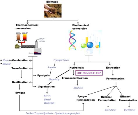 Thermochemical And Biochemical Conversion Route Of Lignocellulosic Download Scientific Diagram