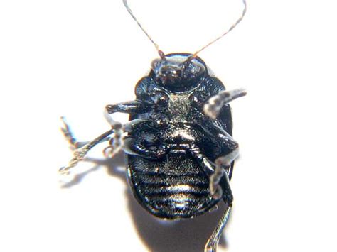 イモサルハムシ 昆虫研究所