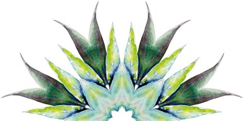 Biosecurity Plant Pests Diseases And Weeds Botanic Gardens Of Sydney