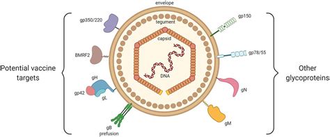 Epstein Barr Virus Antigens Creative Diagnostics