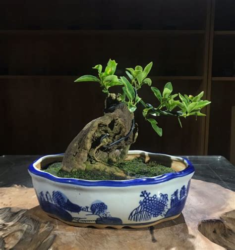 金豆盆景图片欣赏 最贵的金豆盆景 金豆修剪示意图 大山谷图库