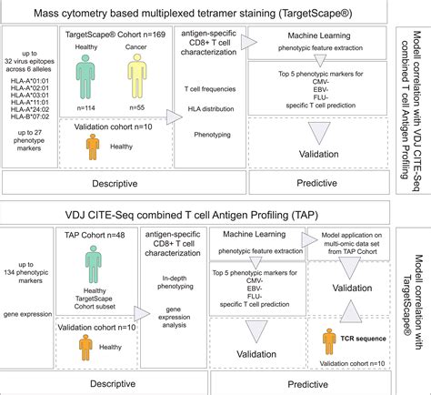 In Depth Analysis Of Human Virus Specific Cd8 T Cells Delineates