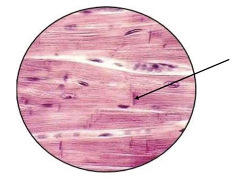 Lab Tissues Practice For Lab Exam Flashcards Quizlet