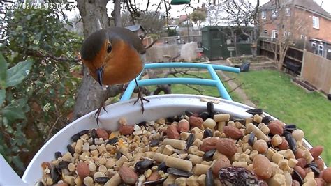 Review Of The Netvue Birdfy Smart Bird Feeder Camera Life With Jo