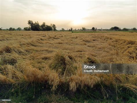 이집트 나일강 삼각주 지역의 추수철에 노랗게 익은 밀의 탁 트인 전망 0명에 대한 스톡 사진 및 기타 이미지 0명 가축 가축형 물소 Istock