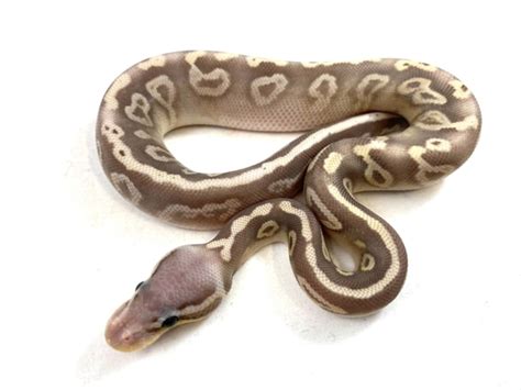 Banana Black Pastel Yellow Belly Het Piebald Ball Python By Lazy Wolf Reptiles