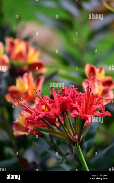 Rote Nerine Sarniensis Fotos Und Bildmaterial In Hoher Auflösung Alamy