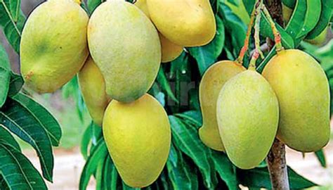 බෝවන රෝග පැතිර යාමේ අවදානමක් Hiru Tv Blog