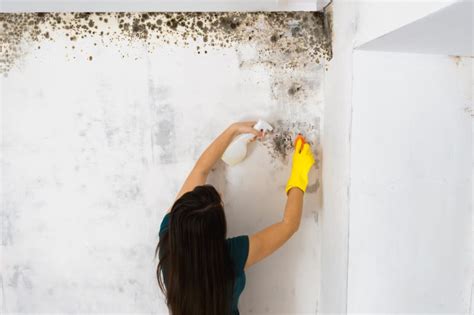 Mould Structural Cleaning McArdles