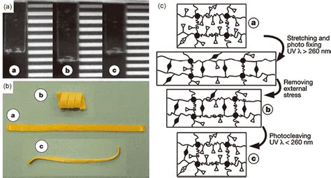 Figure 1 From Development Of Light Induced Shape Memory Polymers Semantic Scholar