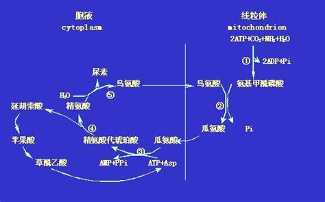 鸟氨酸循环的生理意义 百度知道