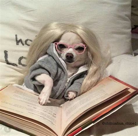 치와와 짤 모음 4 네이버 블로그