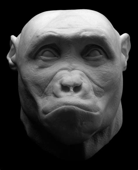 Sahelanthropus Tchadensis Human Evolution