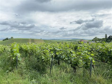 Timothée Stroebel Newcomer Wines