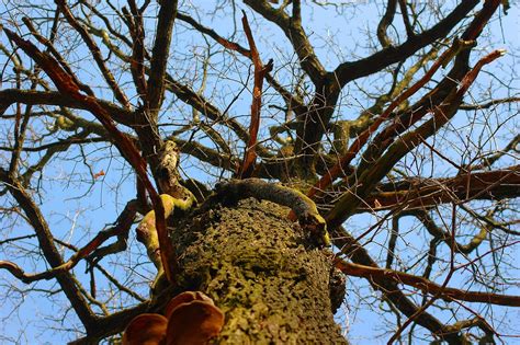 Tree Free Photo On Pixabay