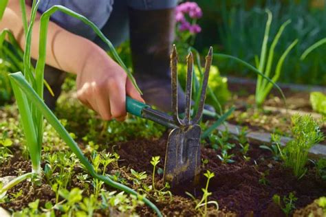 How To Make Garden Rows With A Hoe Step By Step Guide