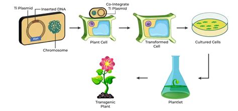 Applications Of Biotechnology In Agriculture