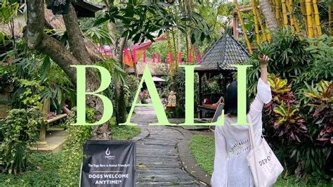 브이로그 35 발리에서 보내는 크리스마스 싱가포르 일상 싱가포르 직장인 여행 브이로그 Youtube