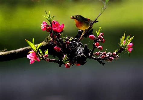 鳥語花香圖太漂亮了分享給身邊的朋友吧 每日頭條