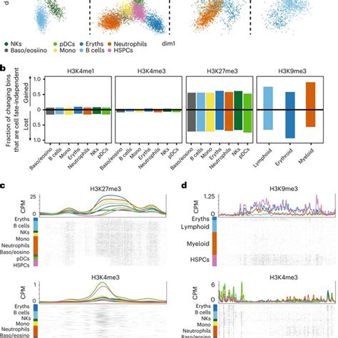 Repressive Chromatin Dynamics Are Largely Cell Fate Independent A Download Scientific Diagram