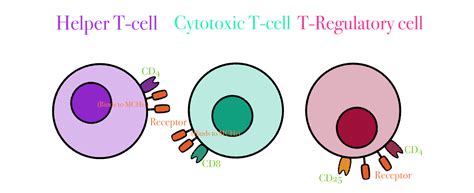 Github Asphodeliantcr Project