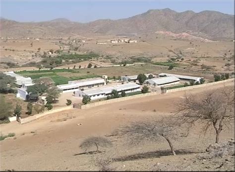 Adal A Successful Poultry And Dairy Farm Eritrea Ministry Of Information