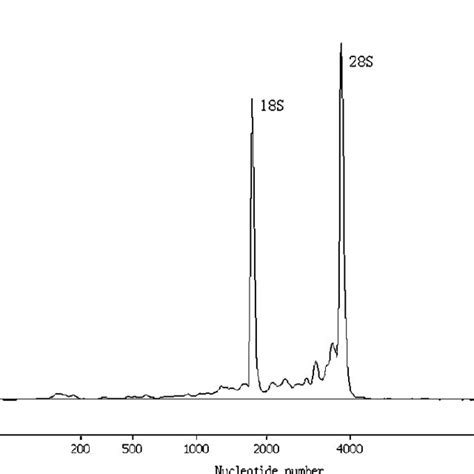 Evaluation Of Total Rna Integrity Using An Agilent 2100 Bioanalyser Download Scientific