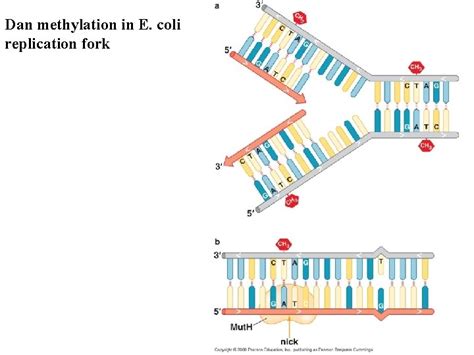 The Mutability And Repair Of Dna Replication Errrors