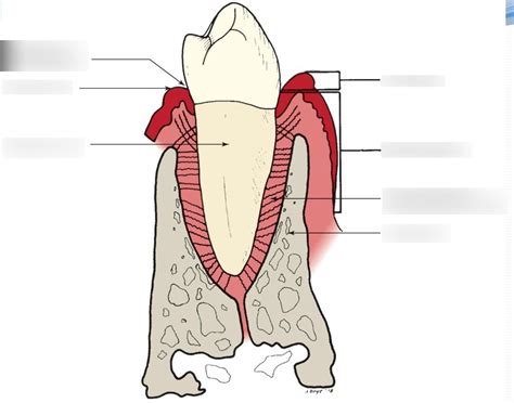Tooth Morphology Diagram Quizlet