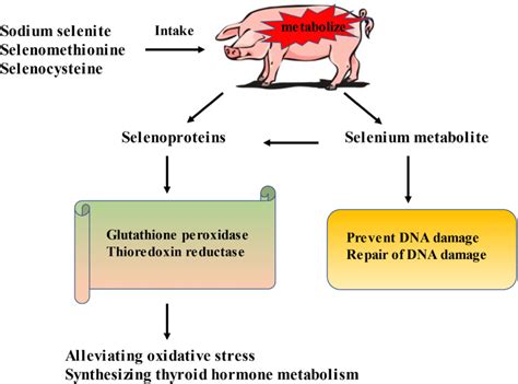 Nutrition Function Of Selenium The Selenium In The Feed Is Absorbed By