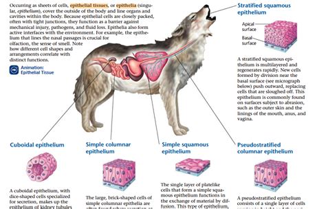 Soorten Epitheel Diagram Quizlet