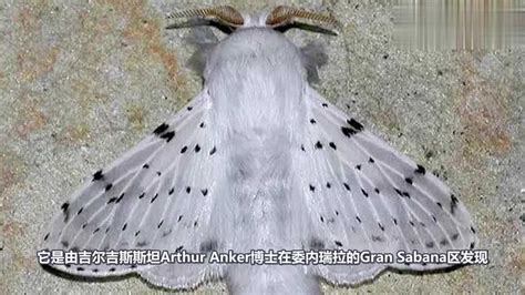 委内瑞拉贵宾犬蛾被誉为地球上最像外星物种之一 腾讯视频