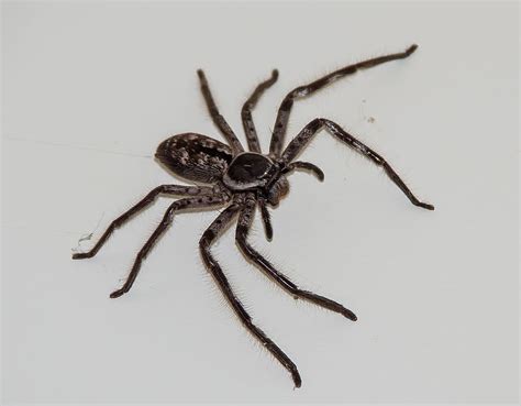 Phobia 1080p 2k 4k 5k Hd Wallpapers Free Download Wallpaper Flare
