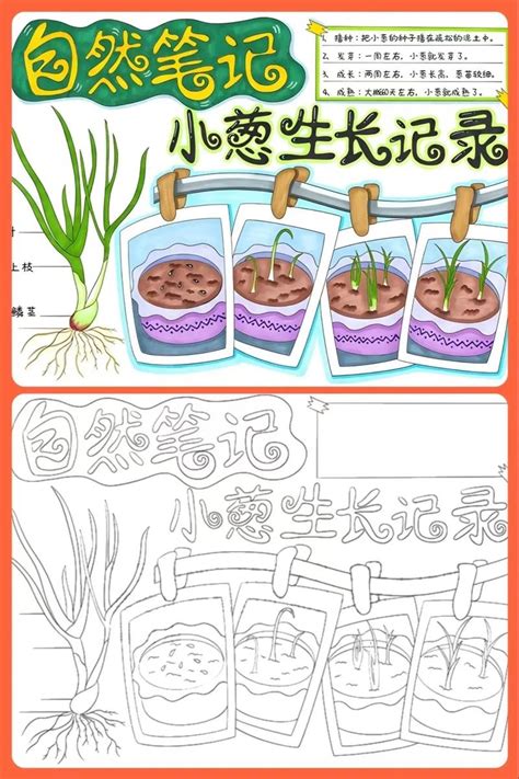 种植植物手抄报模版 手抄报图片大全