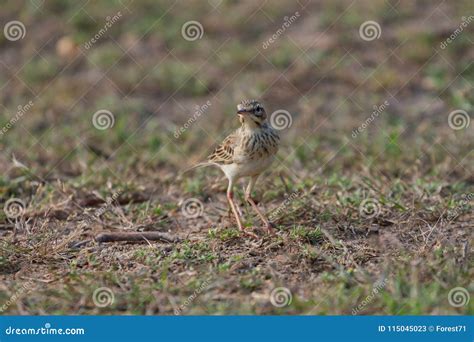 Paddyfield Pipit Or Oriental Pipit Bird Stock Image Image Of Nature Natural 115045023