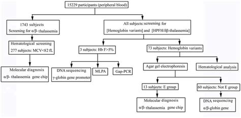 Diagram For The Screening Of Hemoglobin Variants A B Thalassemia And Download Scientific