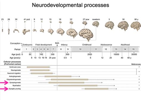 Neuroscience Unit 1 3 Neurogenesis Flashcards Quizlet