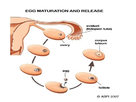 Reproductive System Two Types Of Reproduction Sexual Two