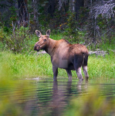 Female Moose By Tthfan70 On DeviantArt