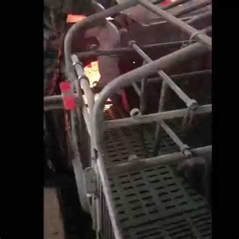 阉割架子猪双钩悬挂阉割架仔猪阉猪器猪用养猪场敲猪架阉猪器 阿里巴巴