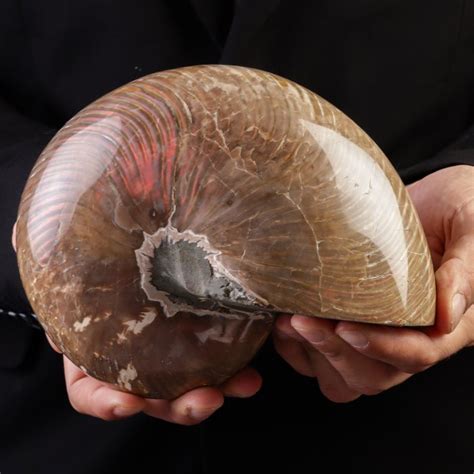 Extra Quality Perlized Fossil Shell Giant Fossil Nautilus Fossilised Shell Perlized Red